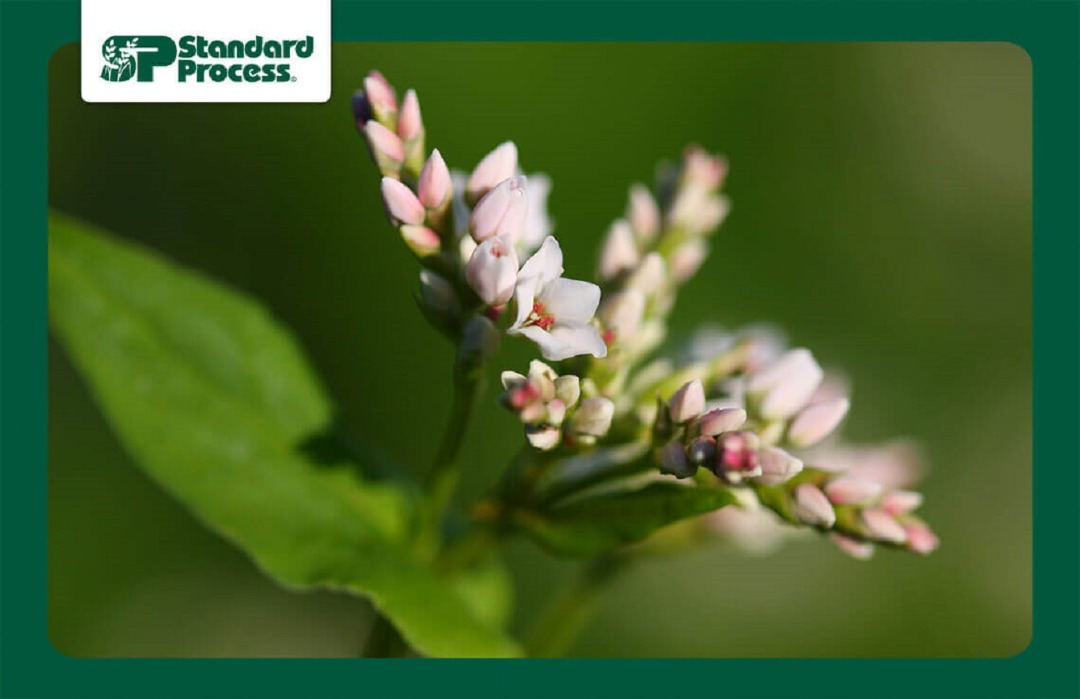 Jerry Kossack BS CNC Standard Process Online Store